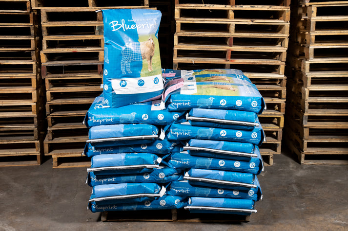 Blueprint® Lamb Grower 16% B30 – Terra Products Company